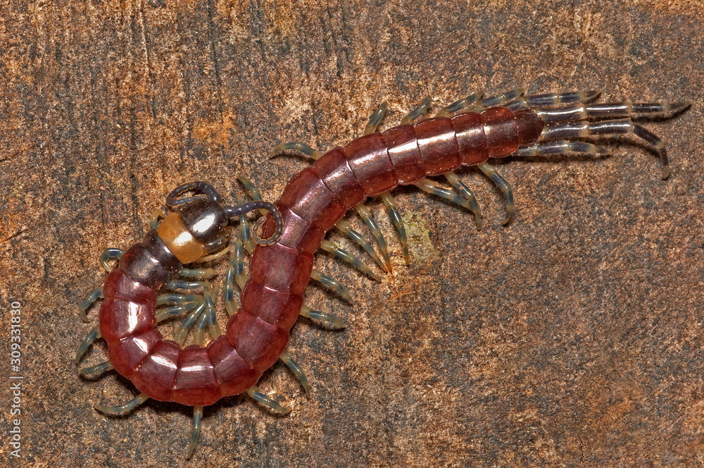 ARTHROPOD, CENTIPEDE, SCOLOPENDRA. Dorsal view of pink Scolopendra or ...
