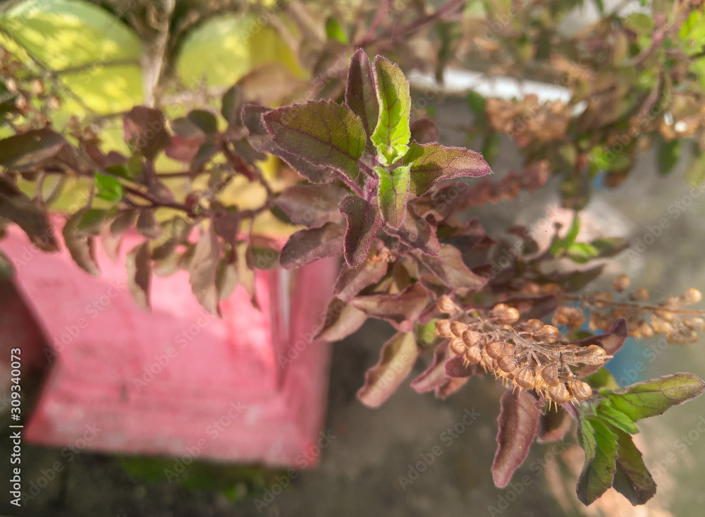 Indian holy basil leaves of a tree growing in the garden, nature ...