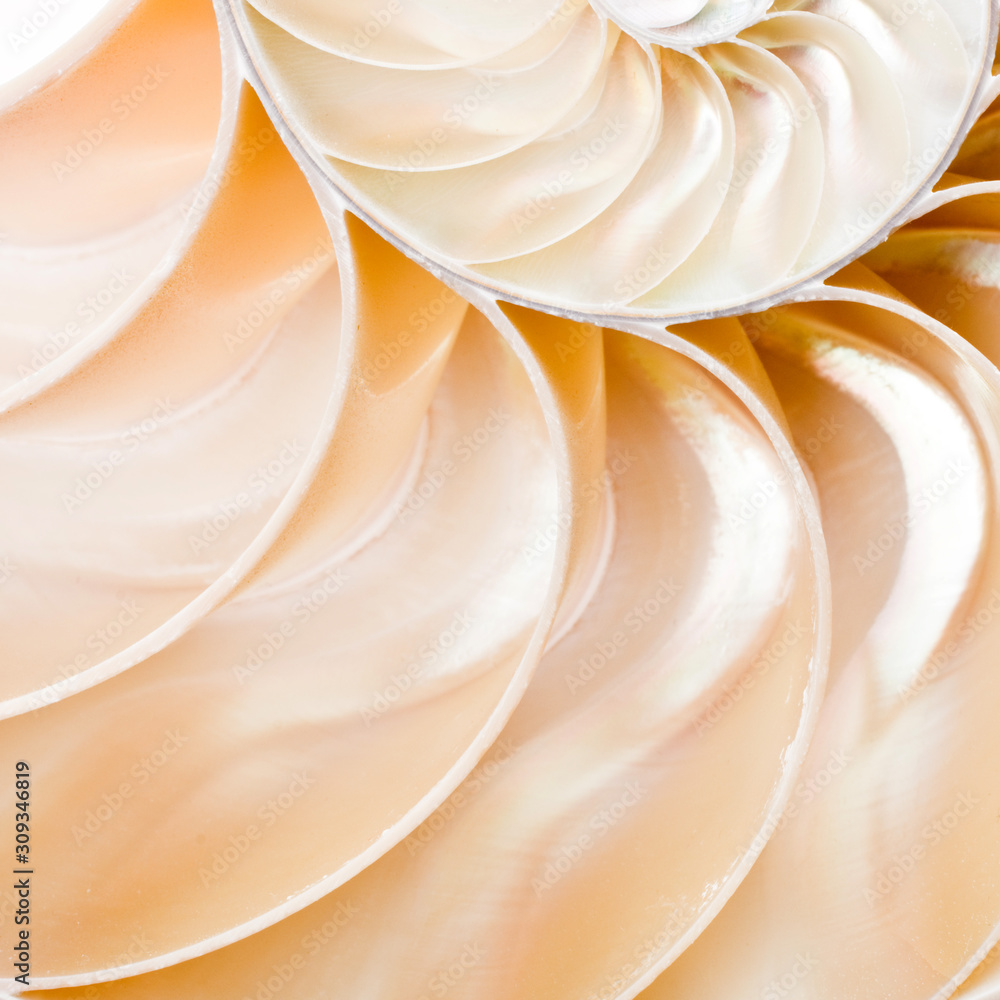 Details of an ammonite illustrating the Fibonacci sequence Stock Photo ...