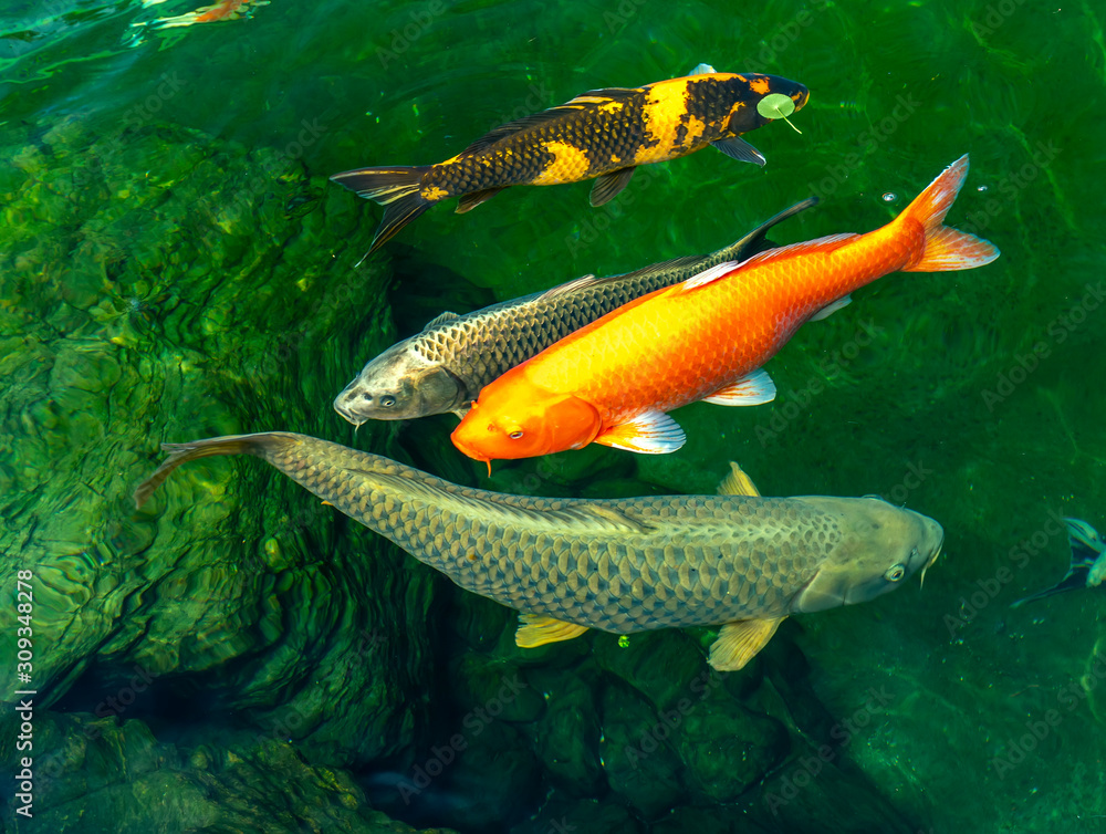 Movement group of colorful koi fish in clear water. This is a species ...