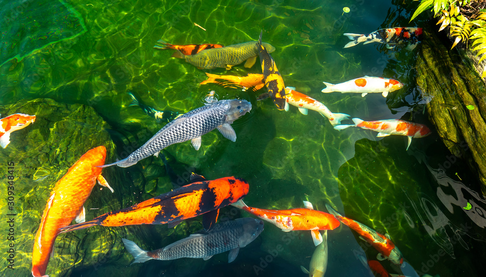Movement group of colorful koi fish in clear water. This is a species ...