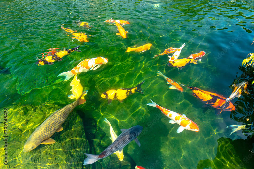 Movement group of colorful koi fish in clear water. This is a species ...