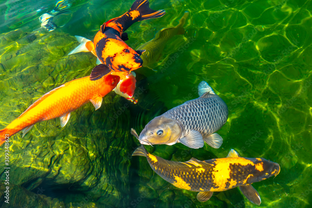 Movement group of colorful koi fish in clear water. This is a species ...