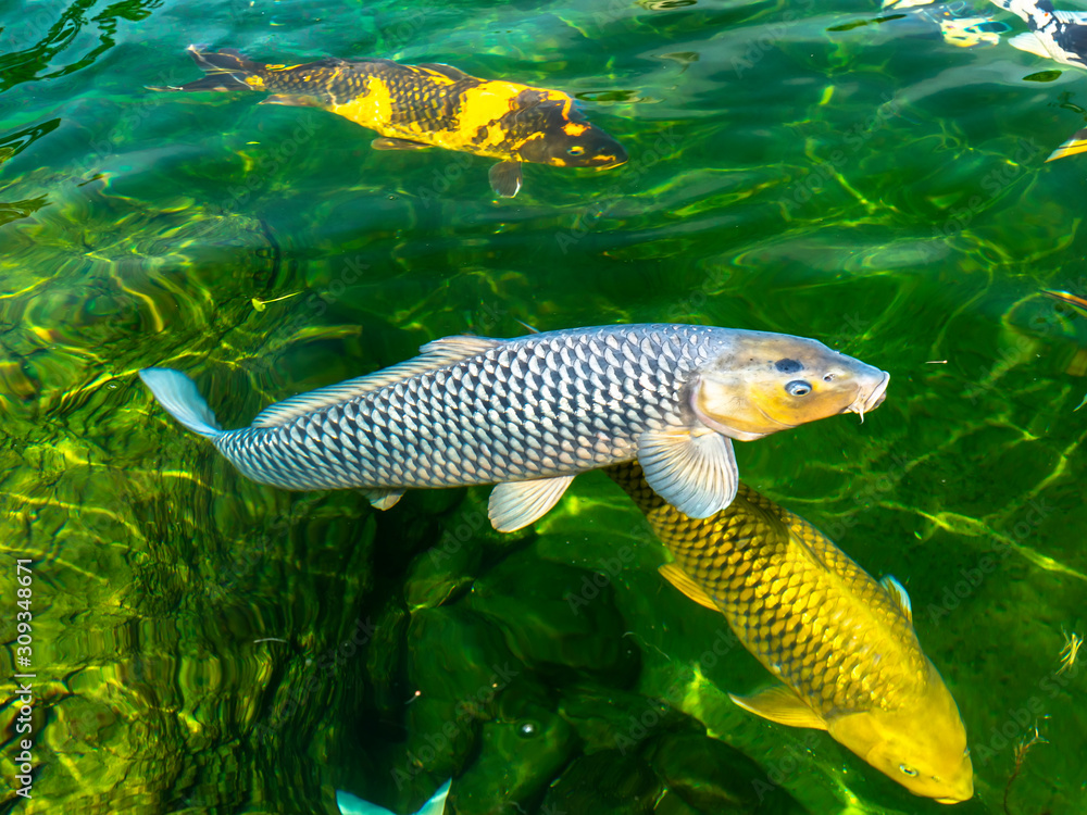 Movement group of colorful koi fish in clear water. This is a species ...