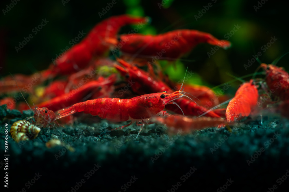 Red neocaridina shrimp fire pet aquarium freshwater nature macro Stock ...