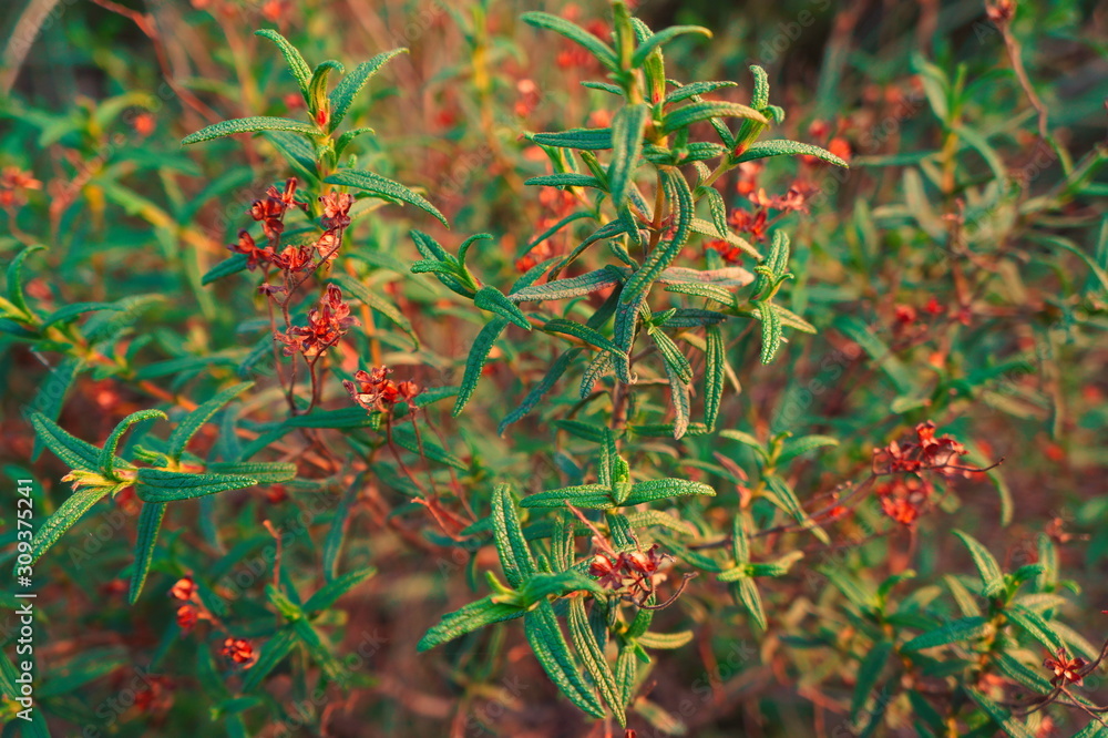 nice plant Stock Photo | Adobe Stock