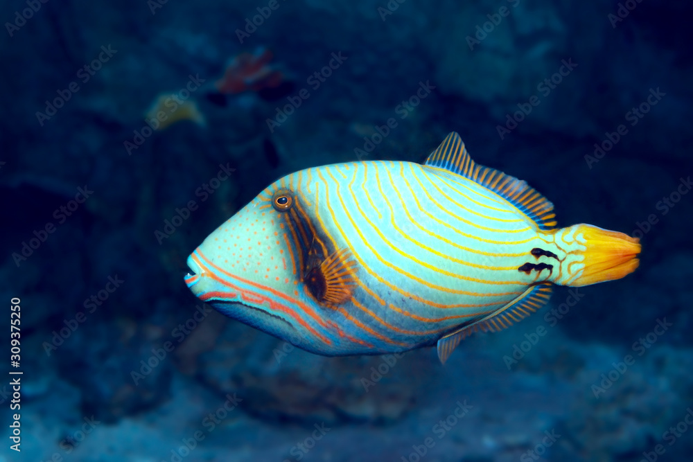 Orange Green Triggerfish