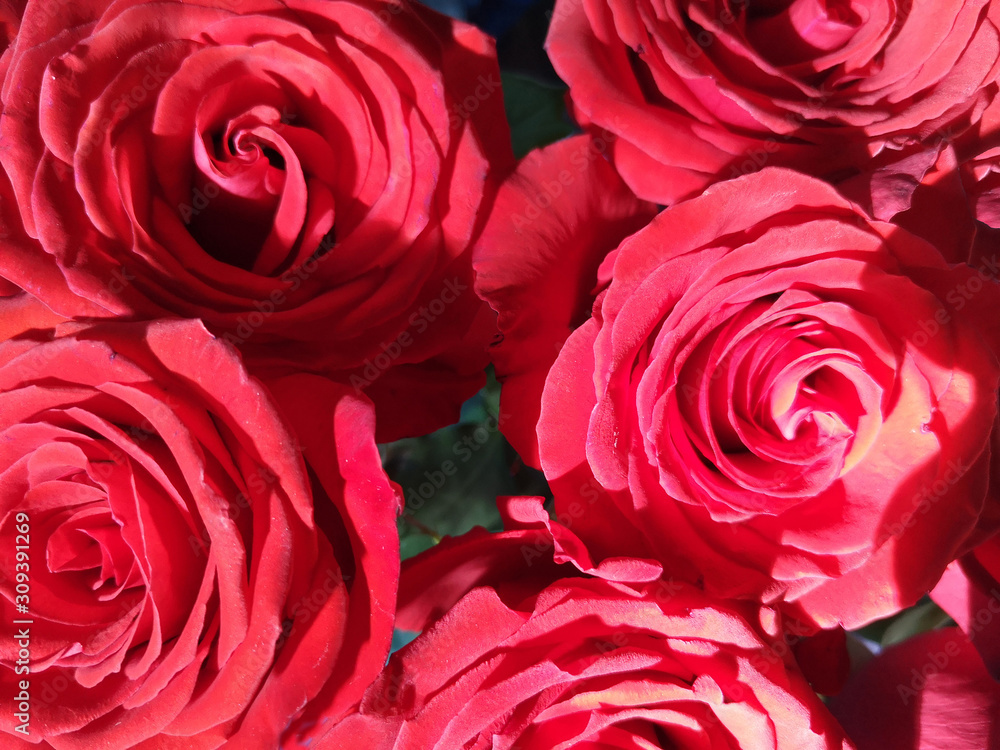 Scarlet roses bouquet. Top view of fresh red blooming flowers ...