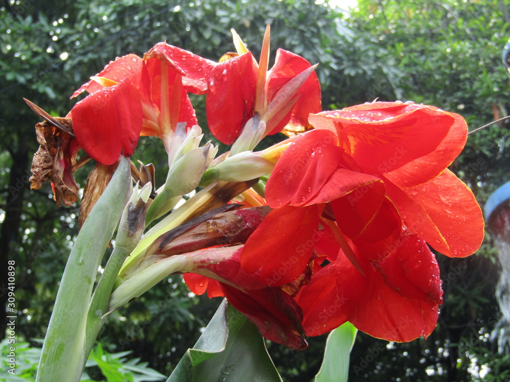 Beautiful white red orange Canna lily flower or kana varigata variegata ...