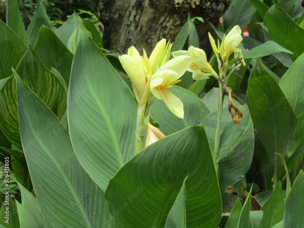 Beautiful white red orange Canna lily flower or kana varigata variegata ...