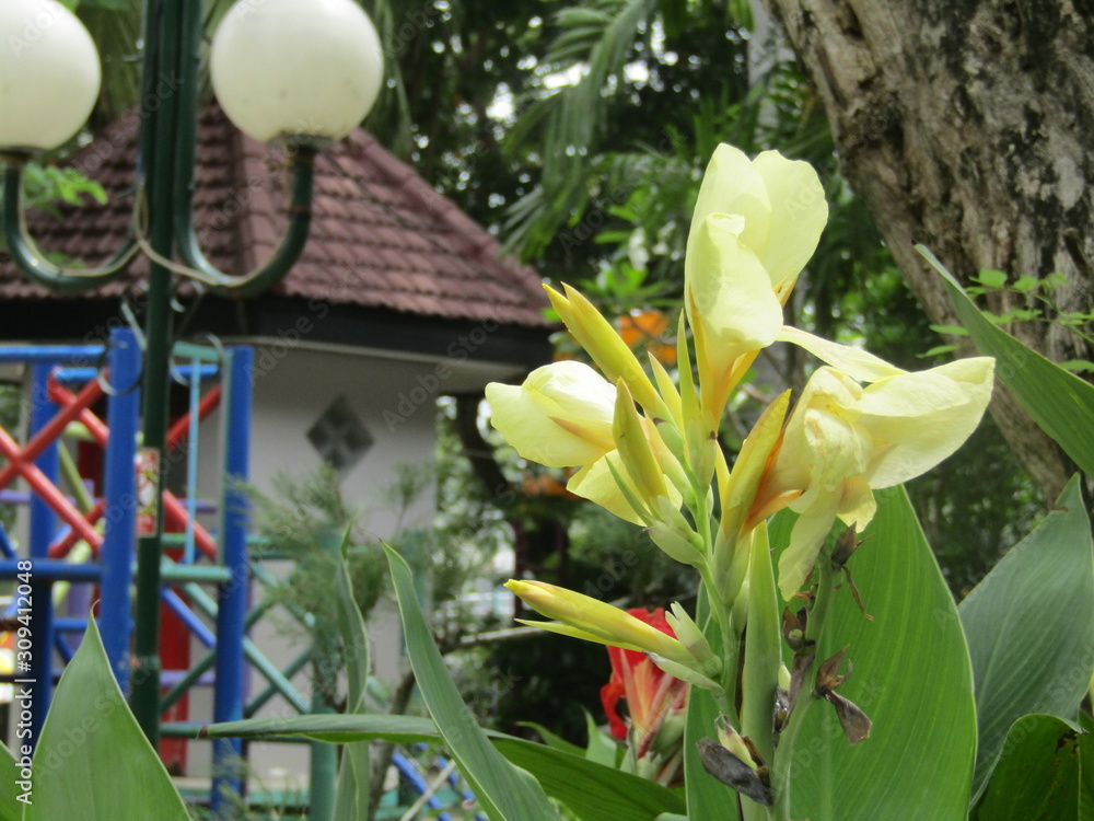 Beautiful white red orange Canna lily flower or kana varigata variegata ...