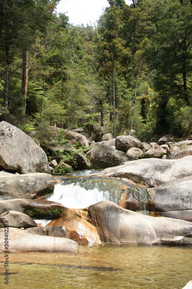Primeval rainforest in New Zealand with thick lush evergreen vegetation ...