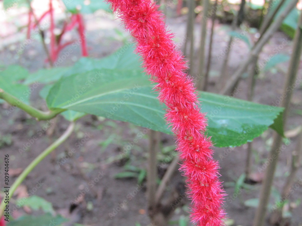 Close up view of Kayu putih bunga merah plant or Melaleuca leucadendral ...