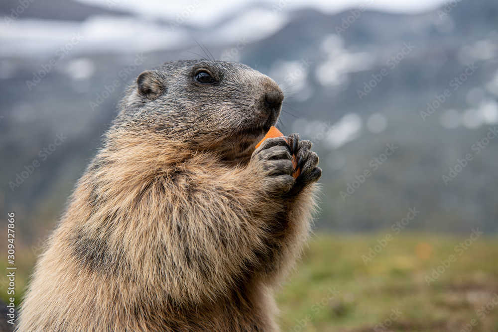 Murmeltier (Marmota) in den Alpen Stock Photo | Adobe Stock