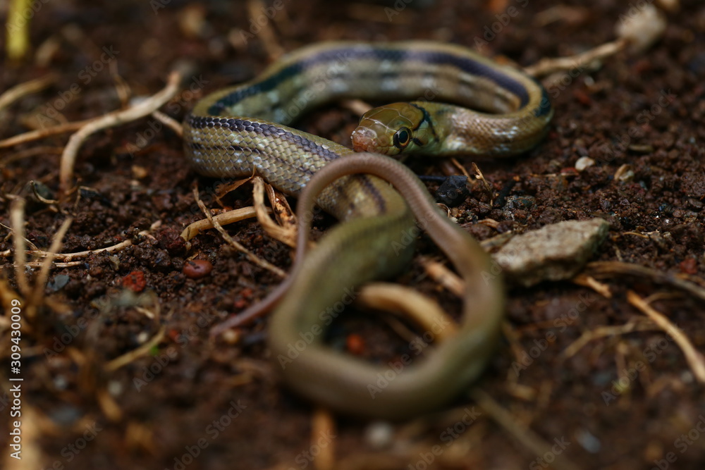 The radiated ratsnake, copperhead rat snake or copper-headed trinket ...