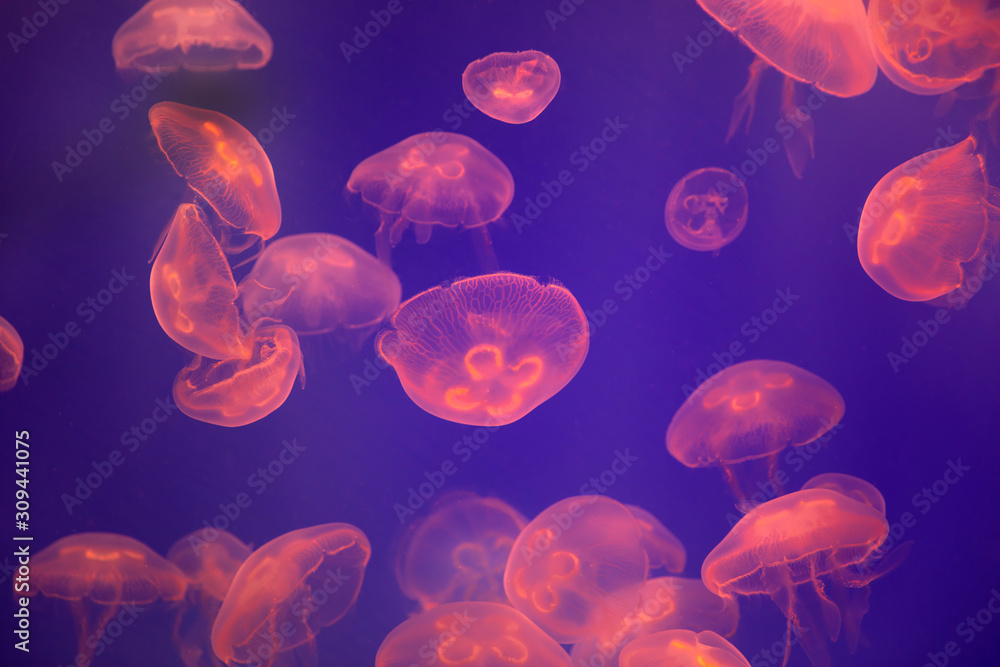 Large Group of Jelly Fish Swimming in an Aquarium Stock Photo | Adobe Stock