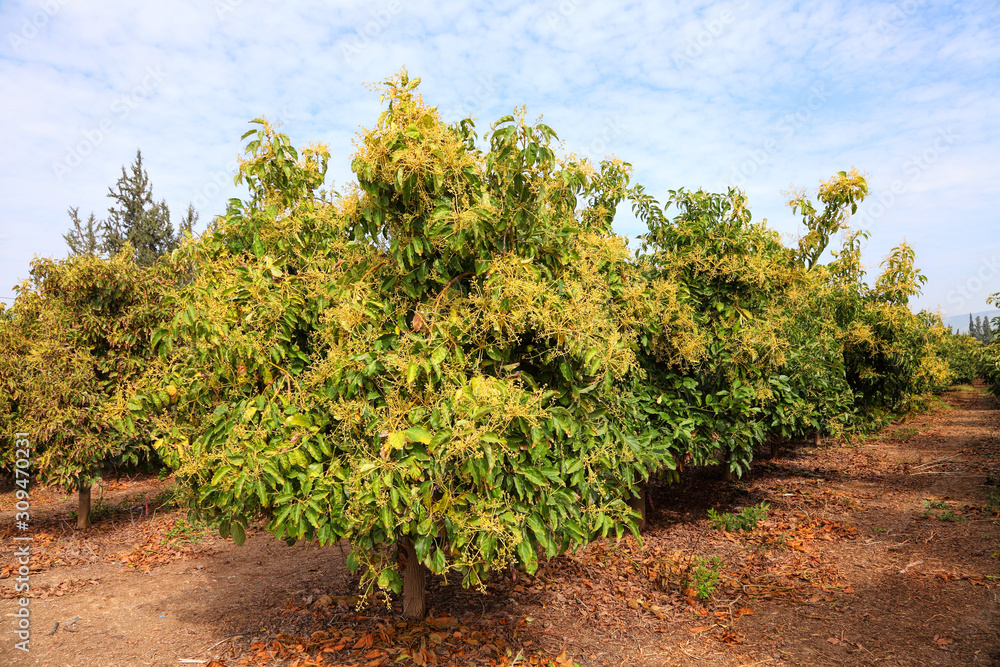 Avocado agricultural growing. Mature avocado trees during the flowering ...