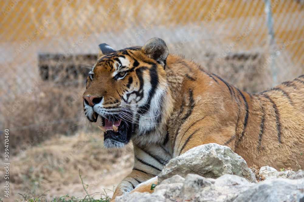 Animals in Aitana Safari park in Alicante, Comunidad Valenciana, Spain ...