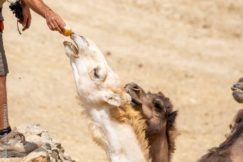 Camel eating in Aitana Safari park in Alicante, Comunidad Valenciana ...