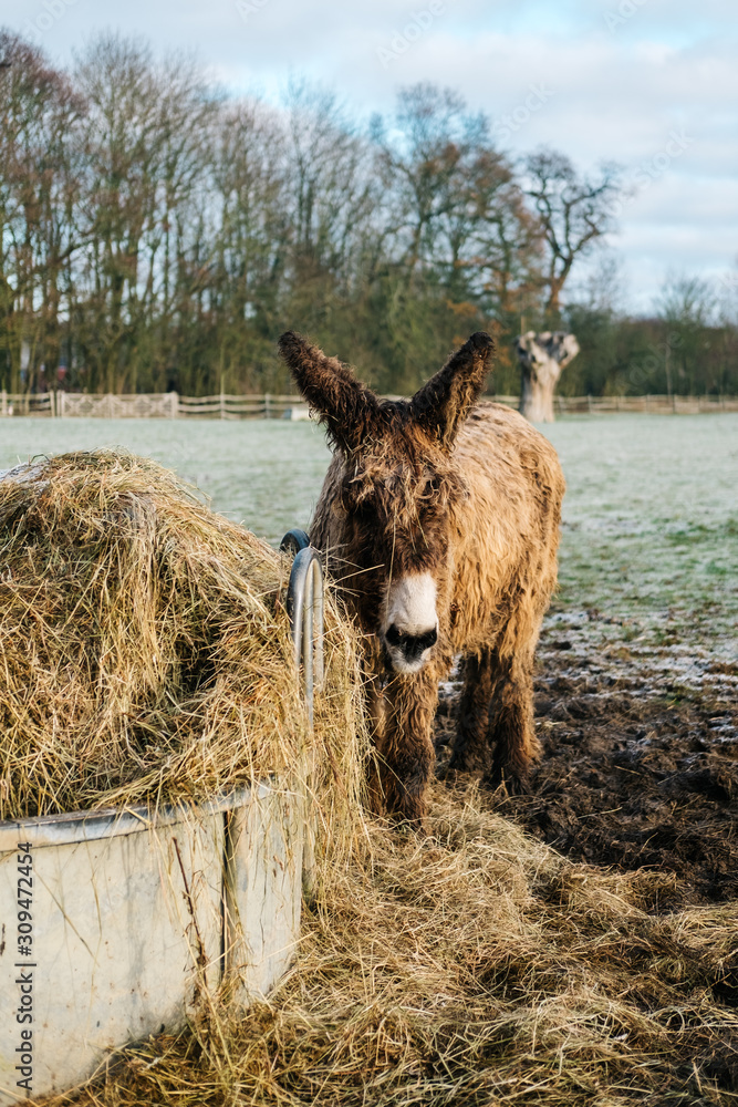 Donkey Stock Photo | Adobe Stock