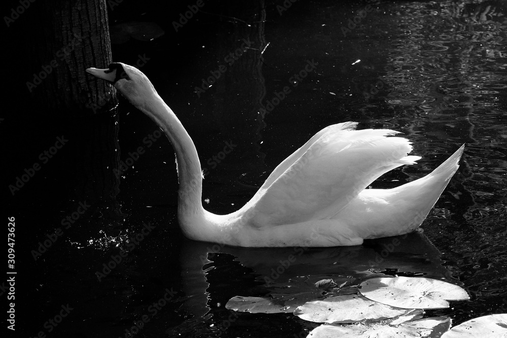 Cigno Stock Photo | Adobe Stock