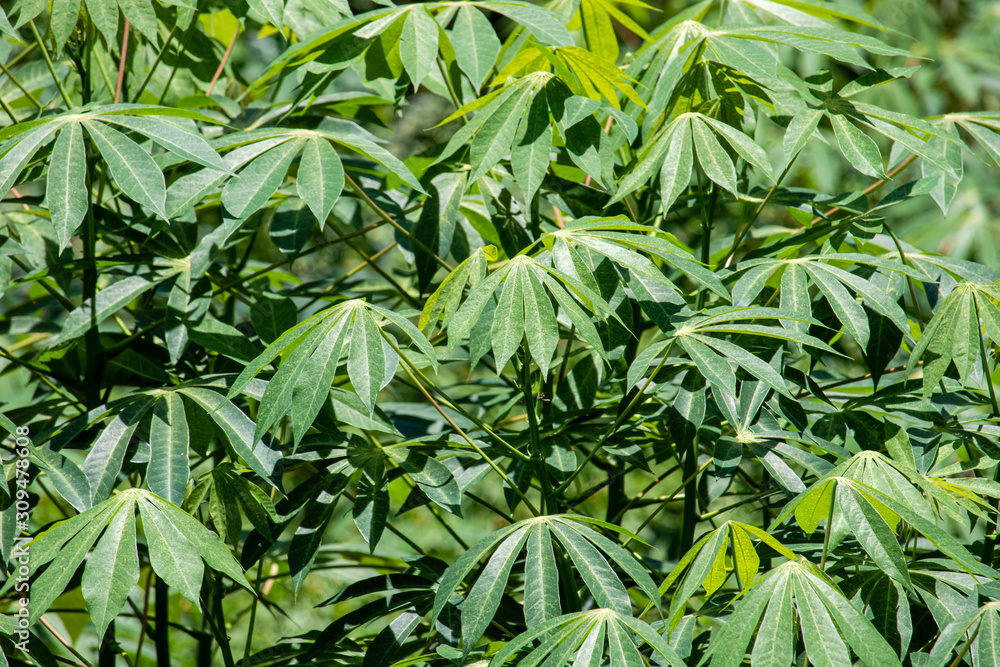 Leaf of Cassava, also called manioc, yuca, balinghoy, mogo, mandioca ...
