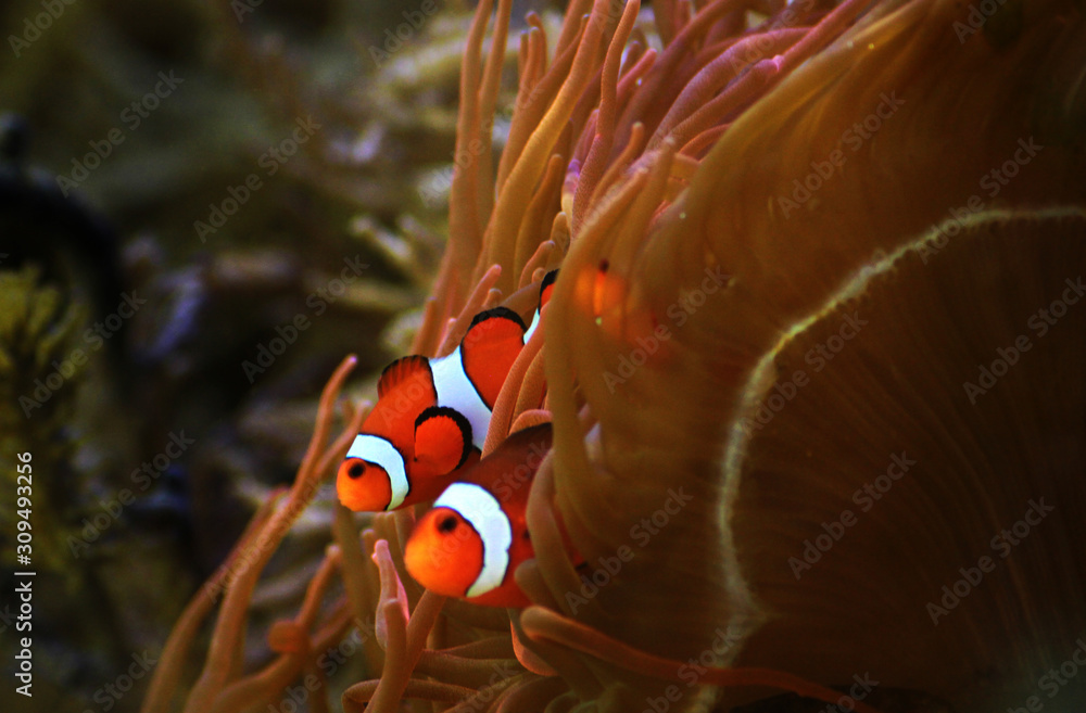 Clown Fish Stock Photo | Adobe Stock