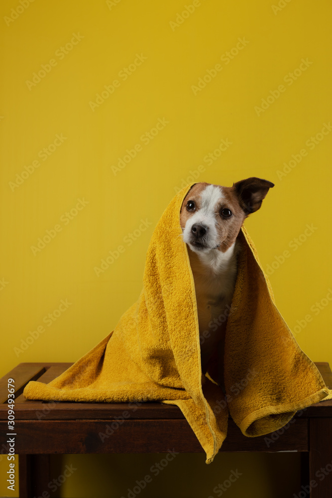 dog after a shower in a towel. animal on a yellow background. Cute Jack ...