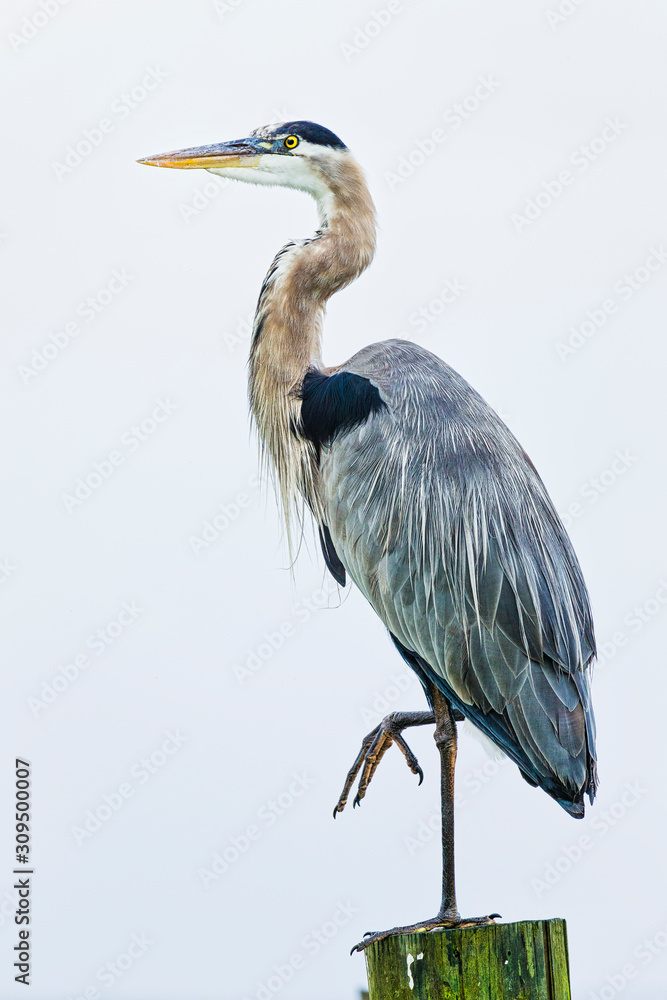Great Blue Heron Stock Photo | Adobe Stock