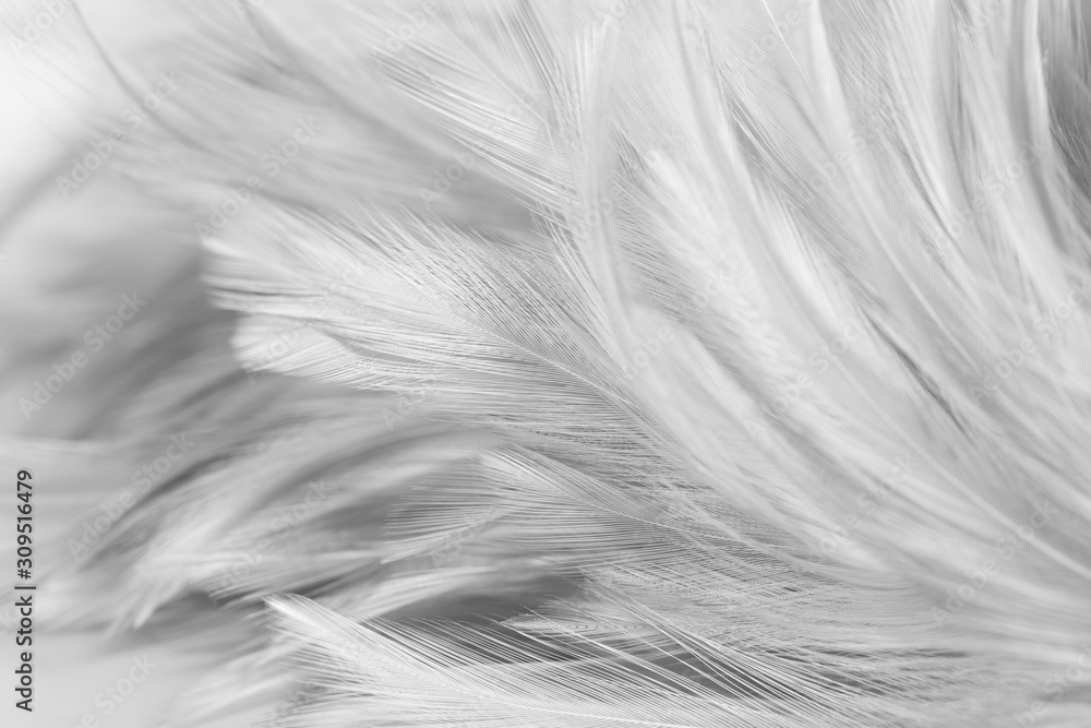 White chicken feathers in soft and blur style for background Stock ...