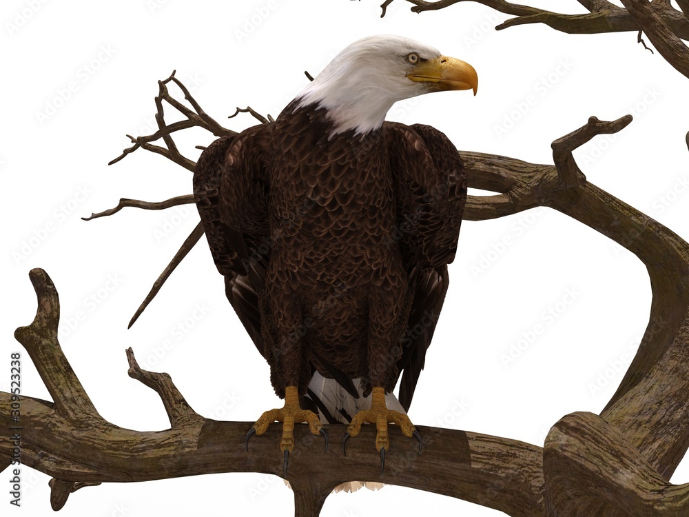 Bald eagle sitting on a tree branch isolated on white 3d illustration ...