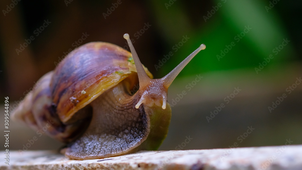 Big snail in shell crawling on road, summer day in garden, A common ...