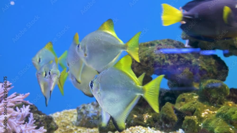Fish aquarium. Beautiful fish swimming in an aquarium in the aquarium ...