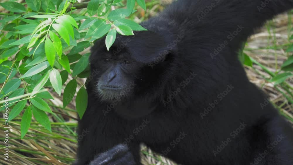 Close up Siamang (Symphalangus syndactylus) eating leaves deliciously ...