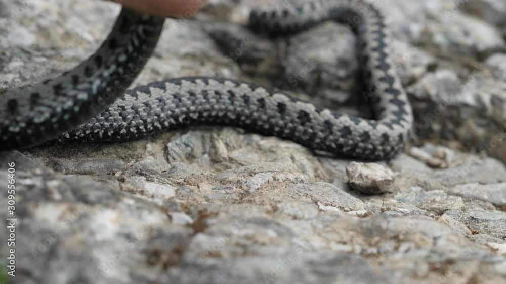 Detail of man hand holding a dangerous adder viper snake head (Vipera ...