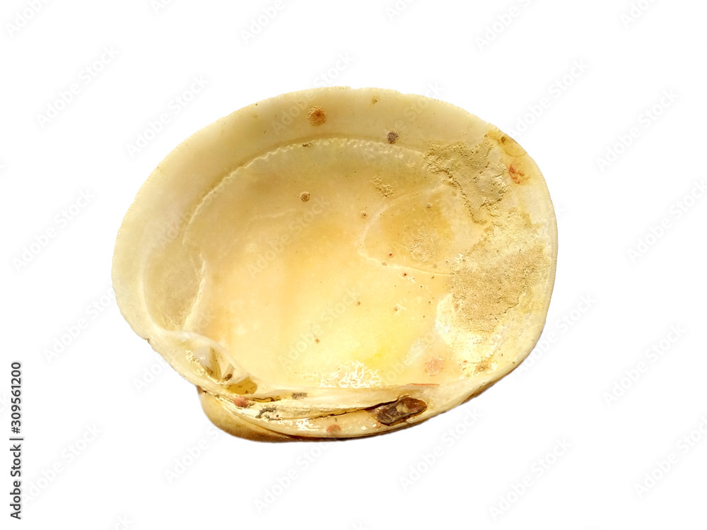 Composition of exotic sea shells on a white background. set of various ...