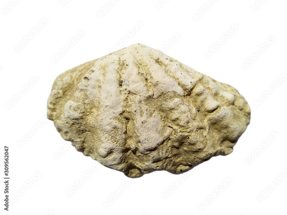 Composition of exotic sea shells on a white background. set of various ...