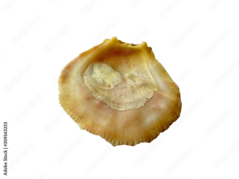 Composition of exotic sea shells on a white background. set of various ...