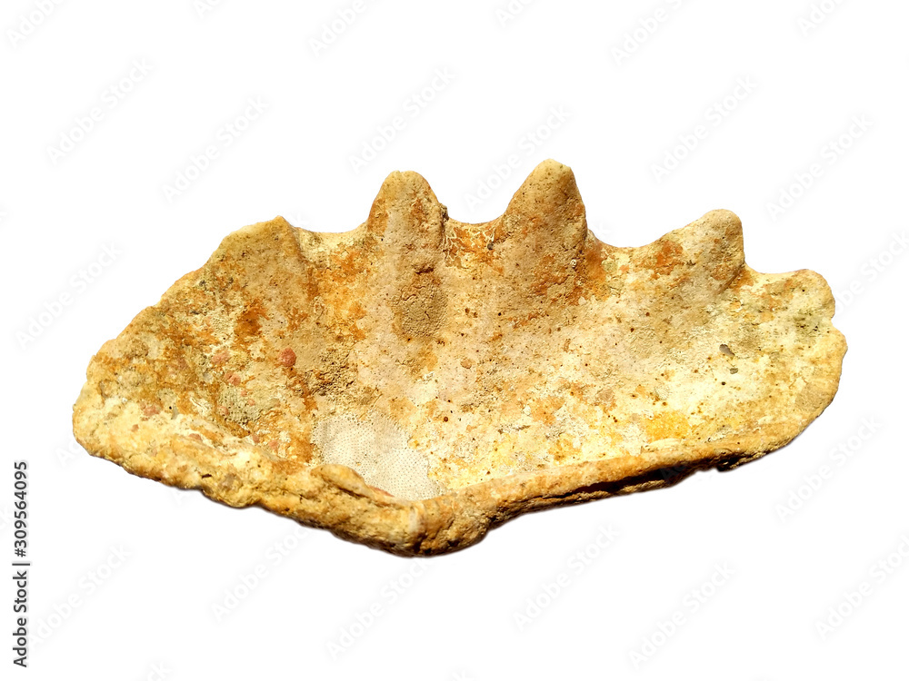 Composition of exotic sea shells on a white background. set of various ...