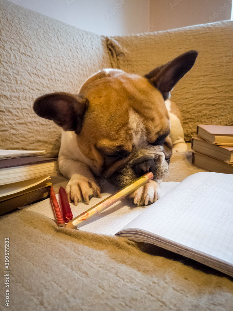 Cute Dog Studying