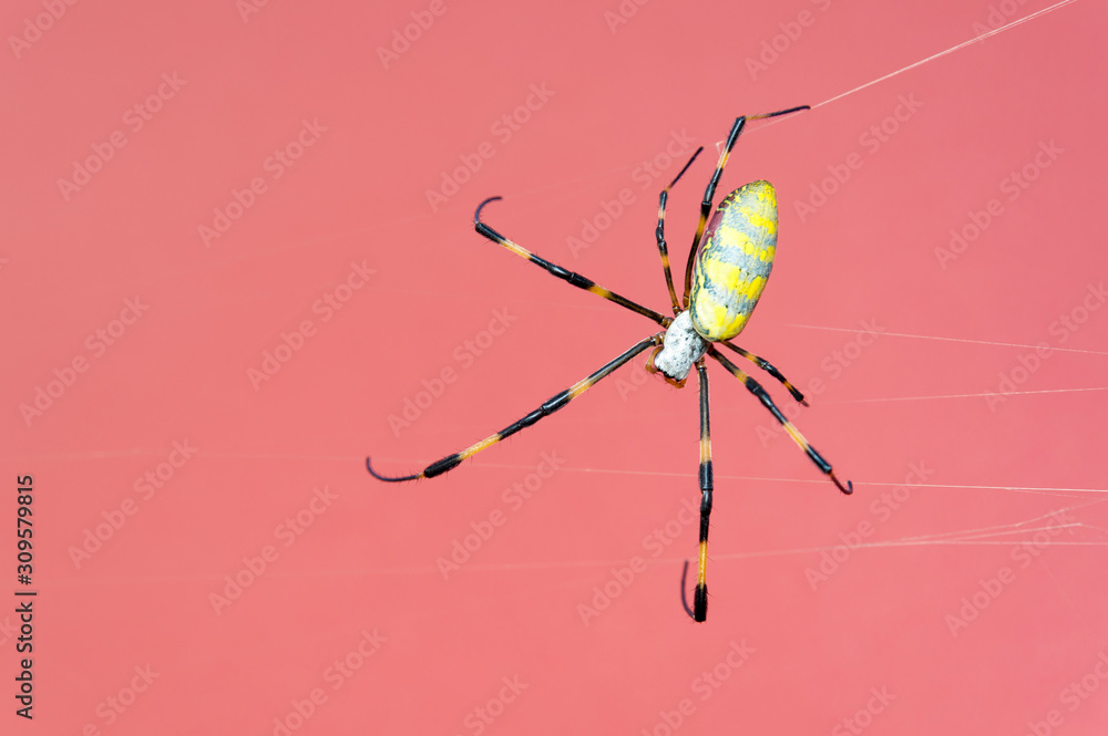 Beautiful close-up of Nephila clavata spider known in Japan as Joro ...