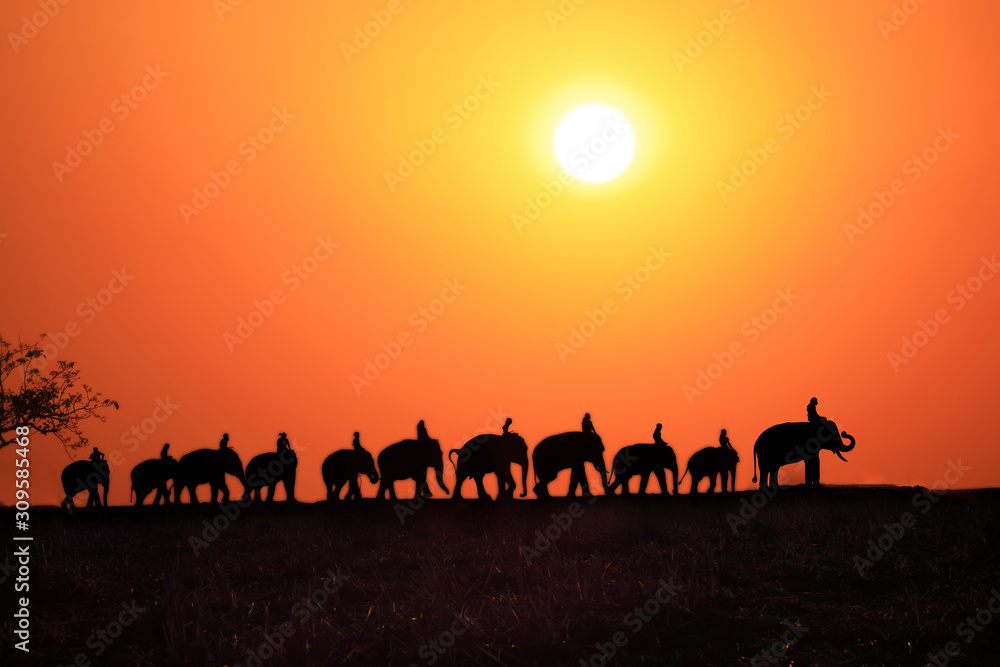 Silhouette elephants caravan of elephant family in surin thailand ...