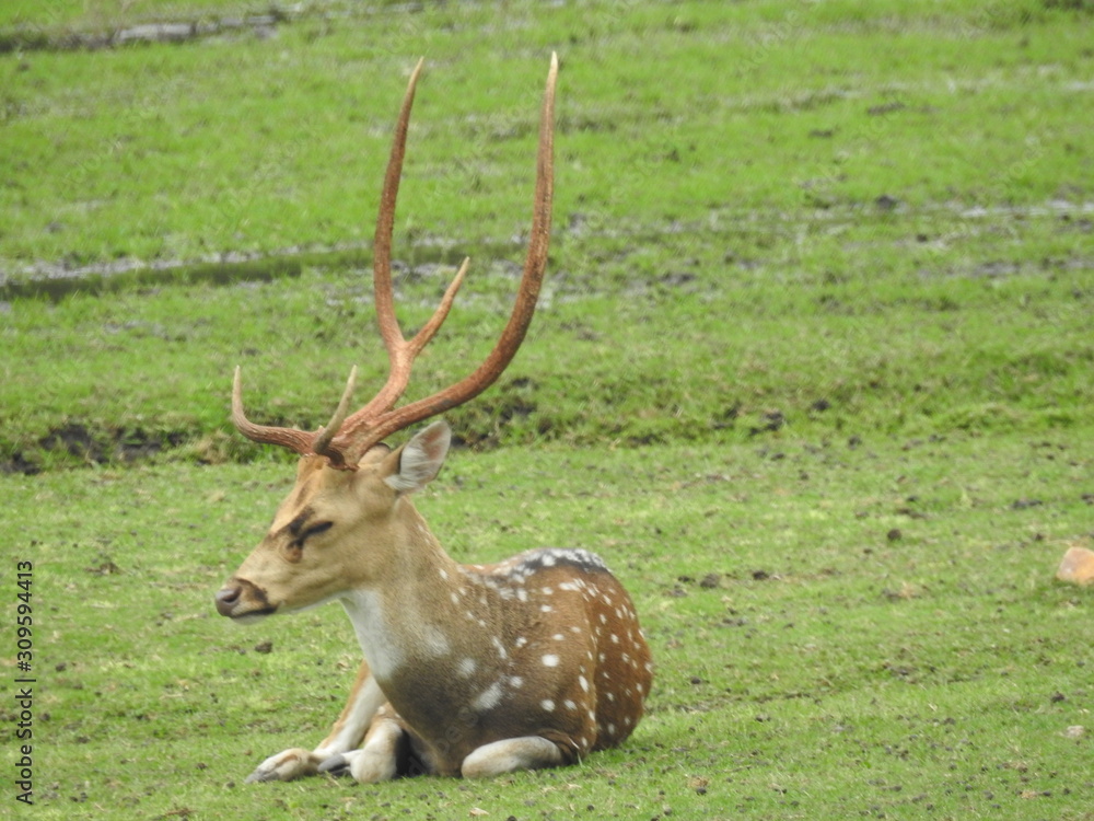 Chital AKA cheetal and Spotted deer or axis deer. closeup deer with dig ...