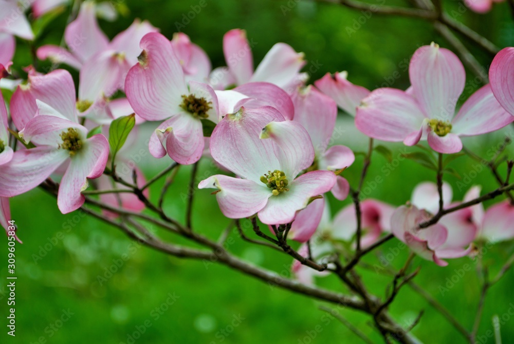 Florida Pink Dogwood