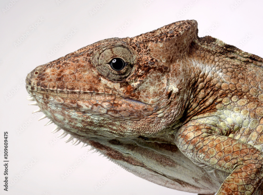 Western Bearded Anole
