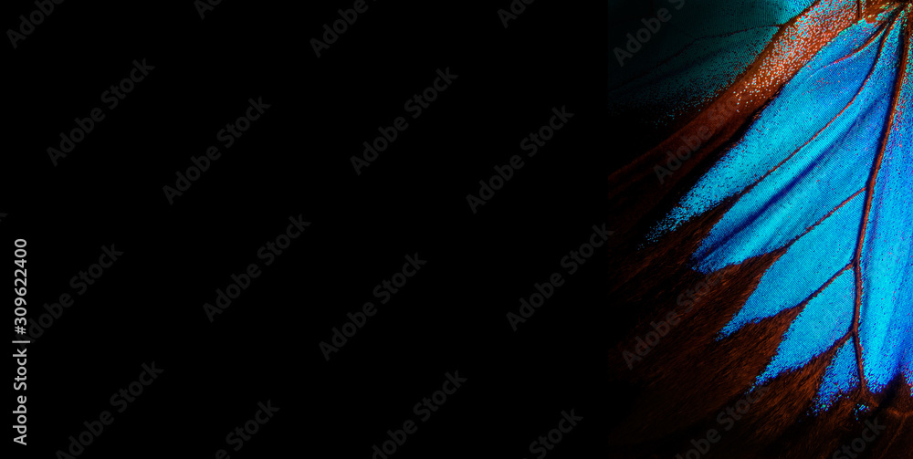 wings of a tropical butterfly on a black background. bright blue ...