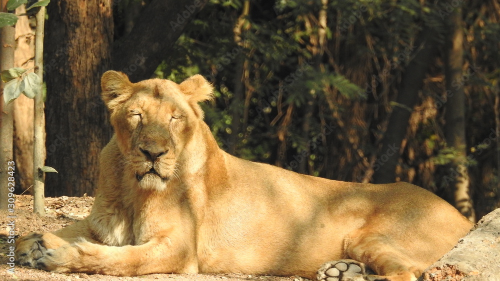 Closeup lioness in detailed view looking at camera, jungle king amazing ...