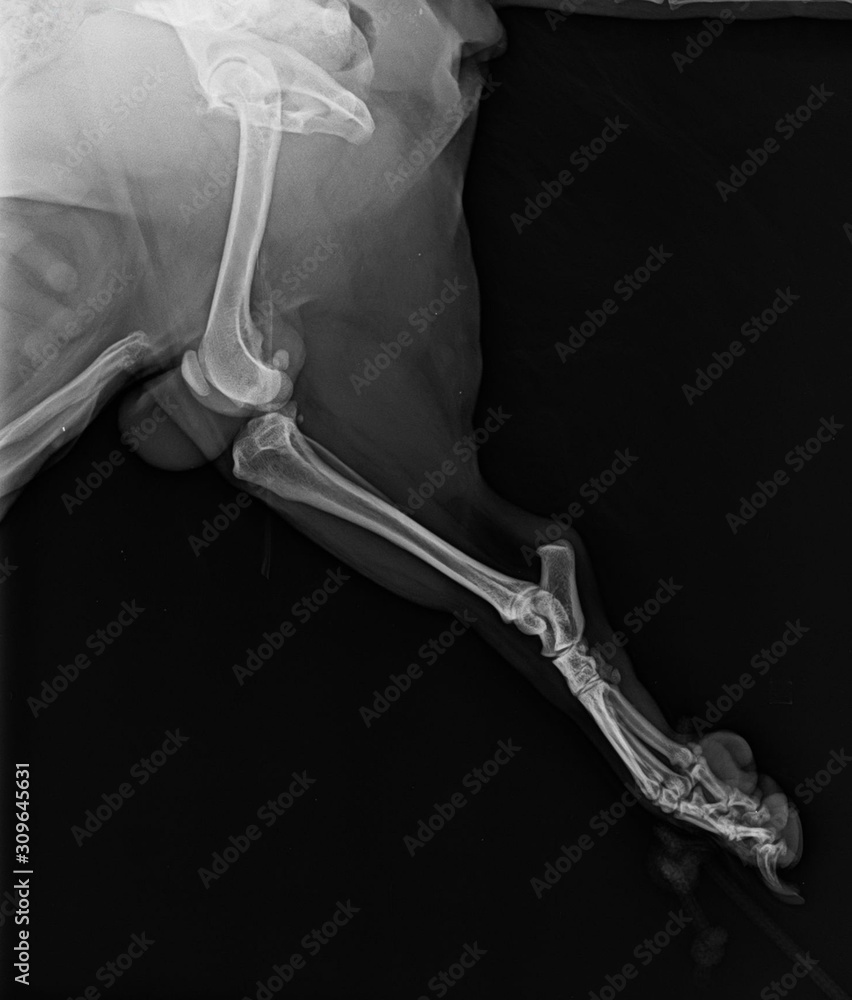 X-ray of a hind leg of the dog Stock Photo | Adobe Stock