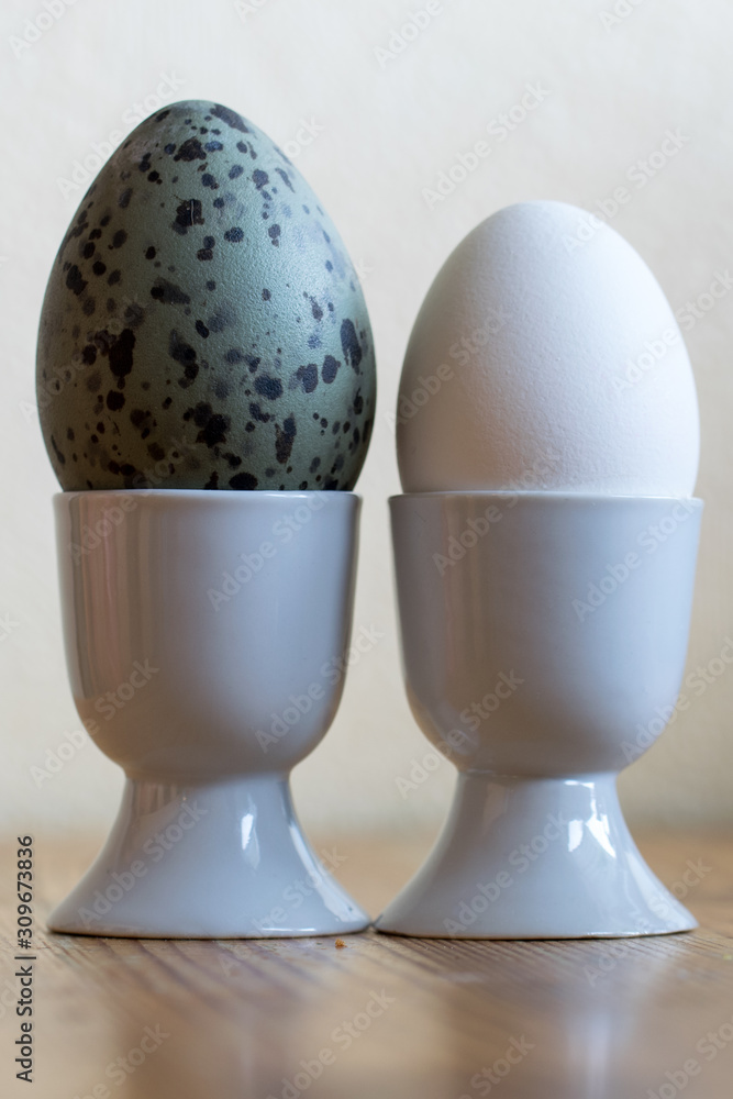 Comparison of a seagull egg, Larus marinus, with that of a normal white ...