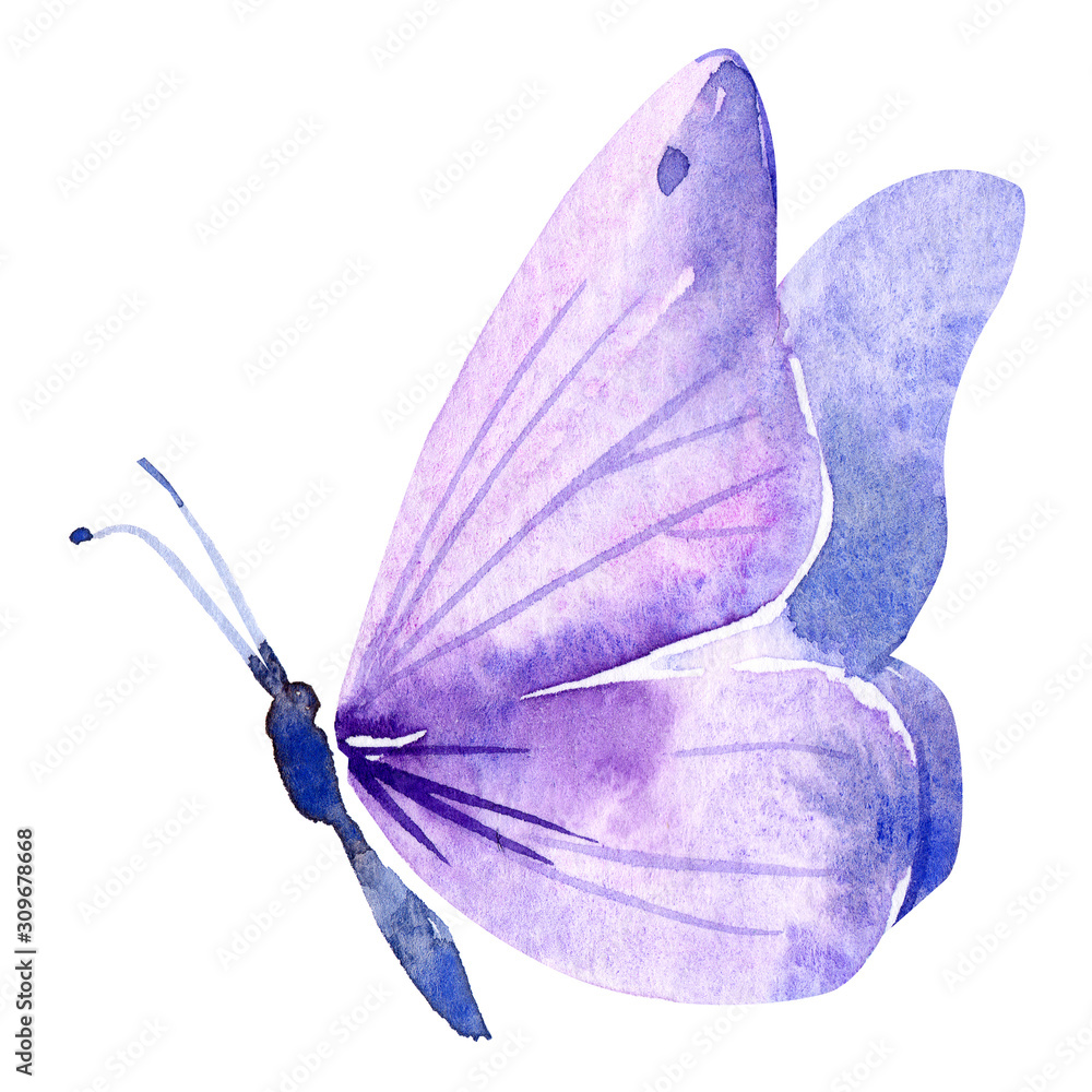 purple butterfly on an isolated white background, watercolor painting ...